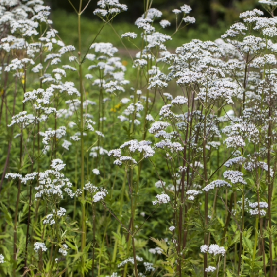 Baldrijan tinktura (Valeriana officinalis) 100 ml - EKO - Prodaja ...